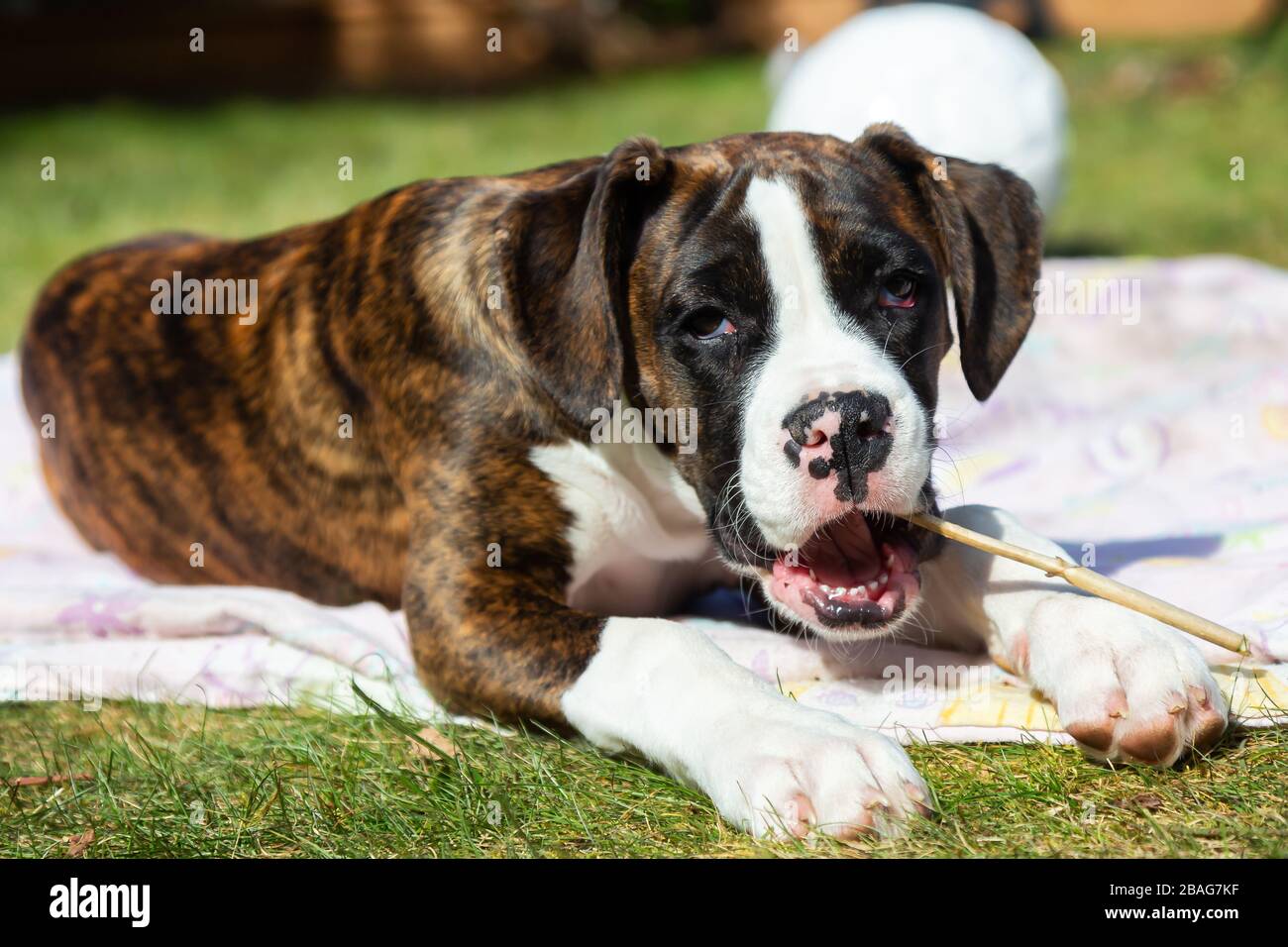 Cute and Adorable Baby Boxer Dog playing in outside during a vibrant ...