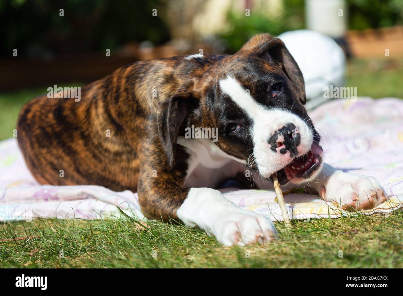 Cute and Adorable Baby Boxer Dog playing in outside during a vibrant ...