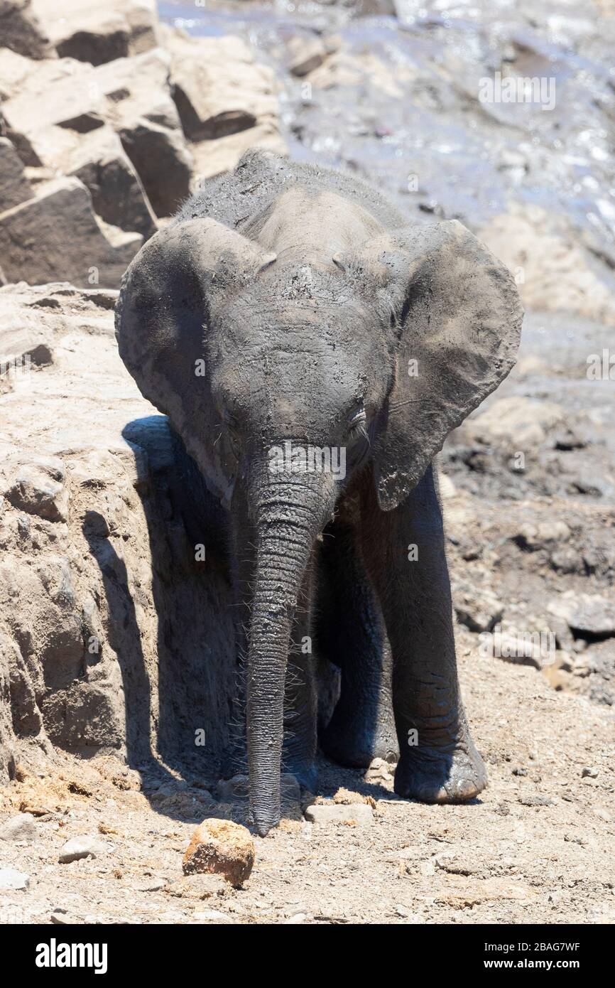 Cub of elephant hi-res stock photography and images - Alamy