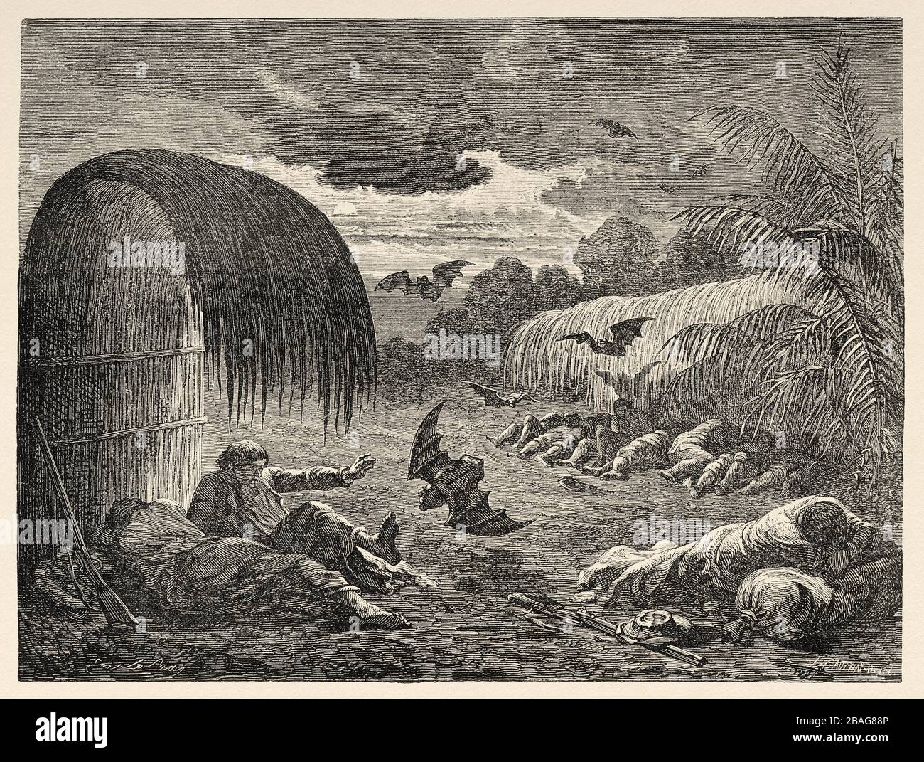 Attack of the vampire bats. Desmodontinae. Phylostomid chiroptera ...