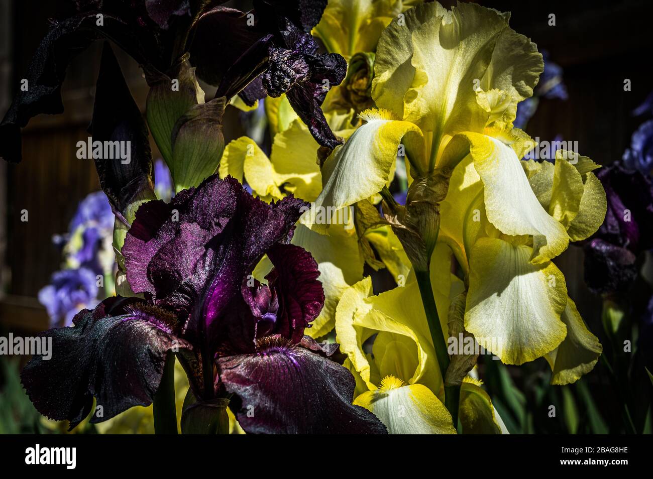 Summer irises, purple and yellow Stock Photo - Alamy