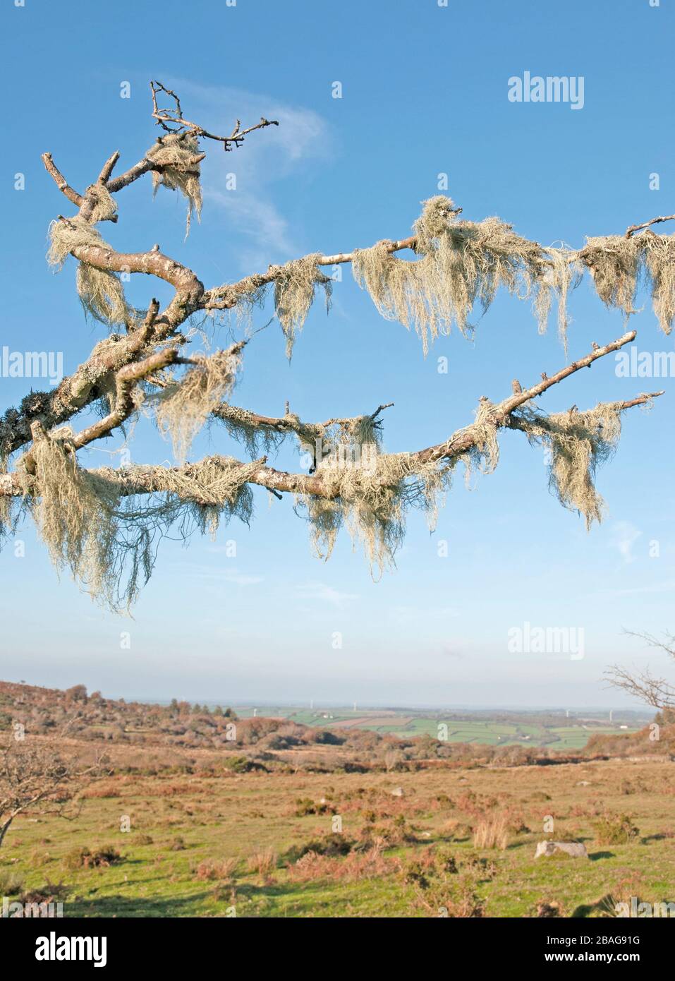 English beard lichen hi-res stock photography and images - Alamy