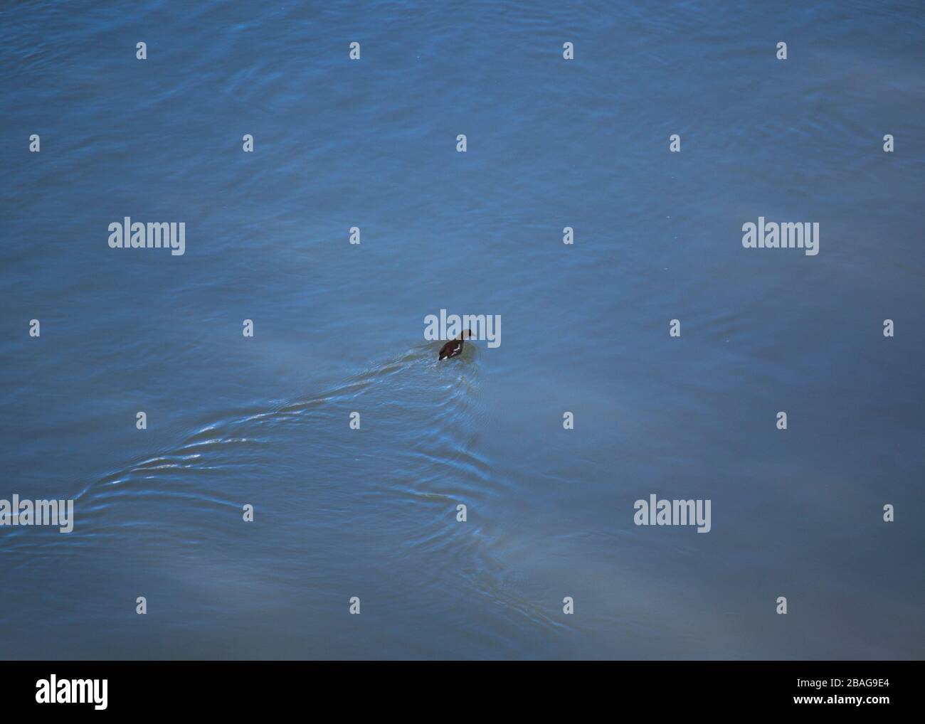 Aquatic nature trail hi-res stock photography and images - Alamy