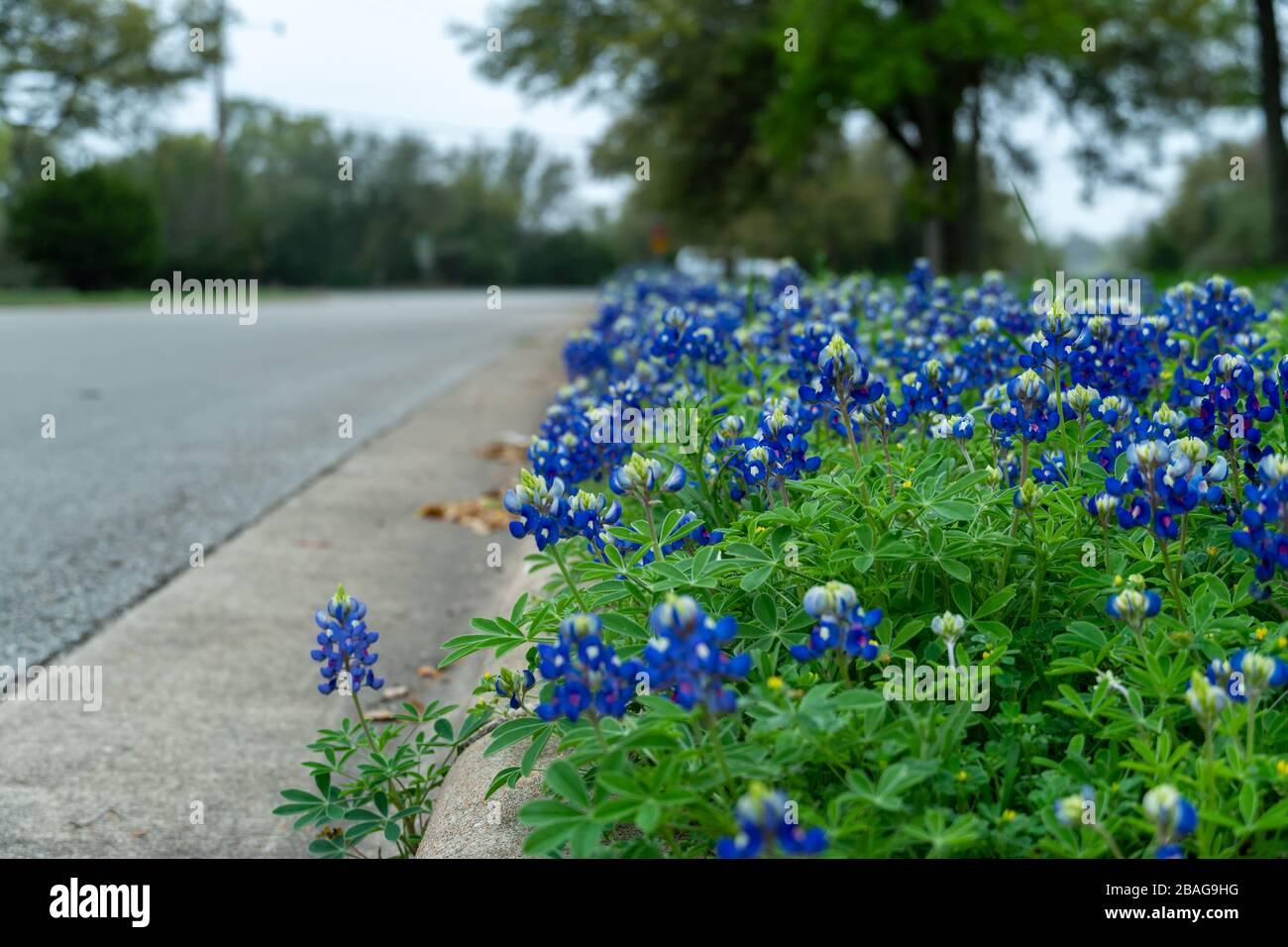 Close Up of a Bunch of Bluebonnets On the Side of the Street Stock ...