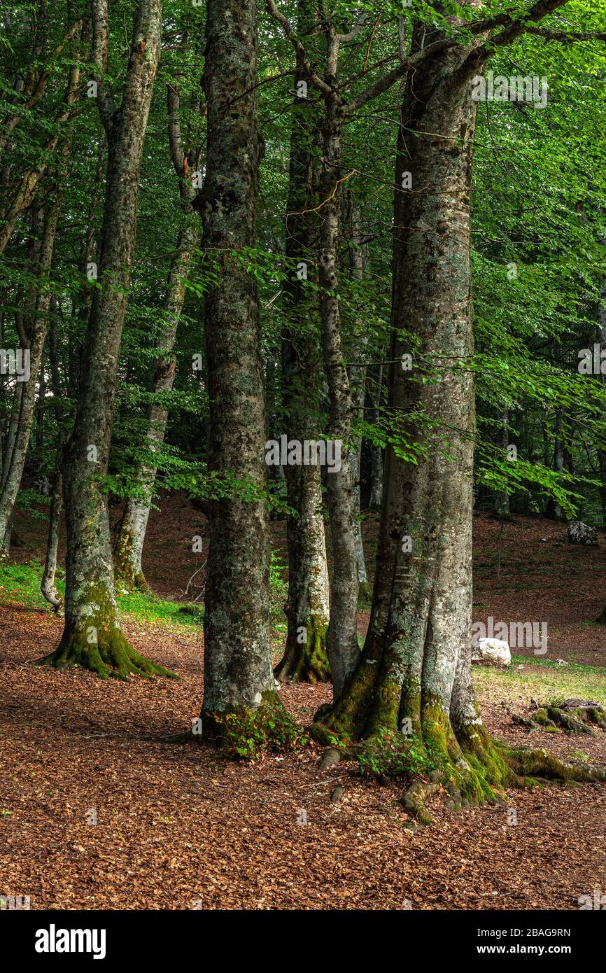 Maple beeches in autumn hi-res stock photography and images - Alamy