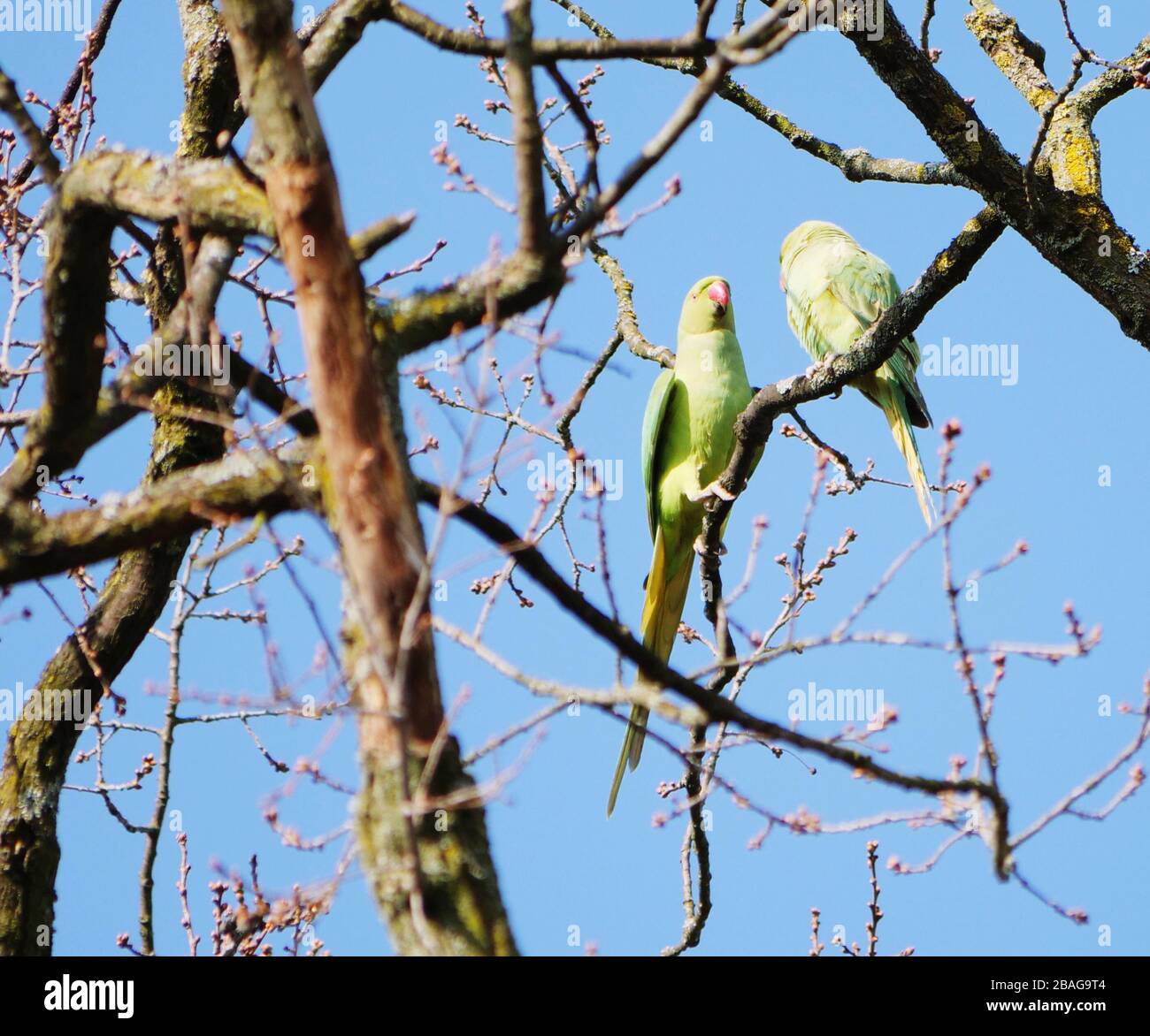 Wild Parrots High Resolution Stock Photography and Images - Alamy
