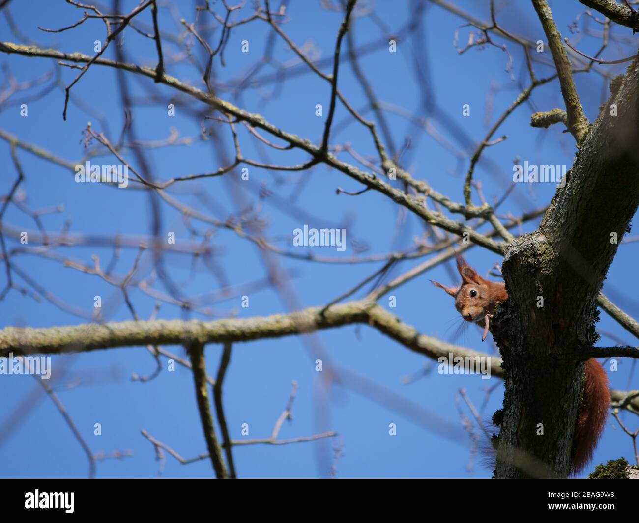 Squirrel Looking Down From Tree High Resolution Stock Photography and ...