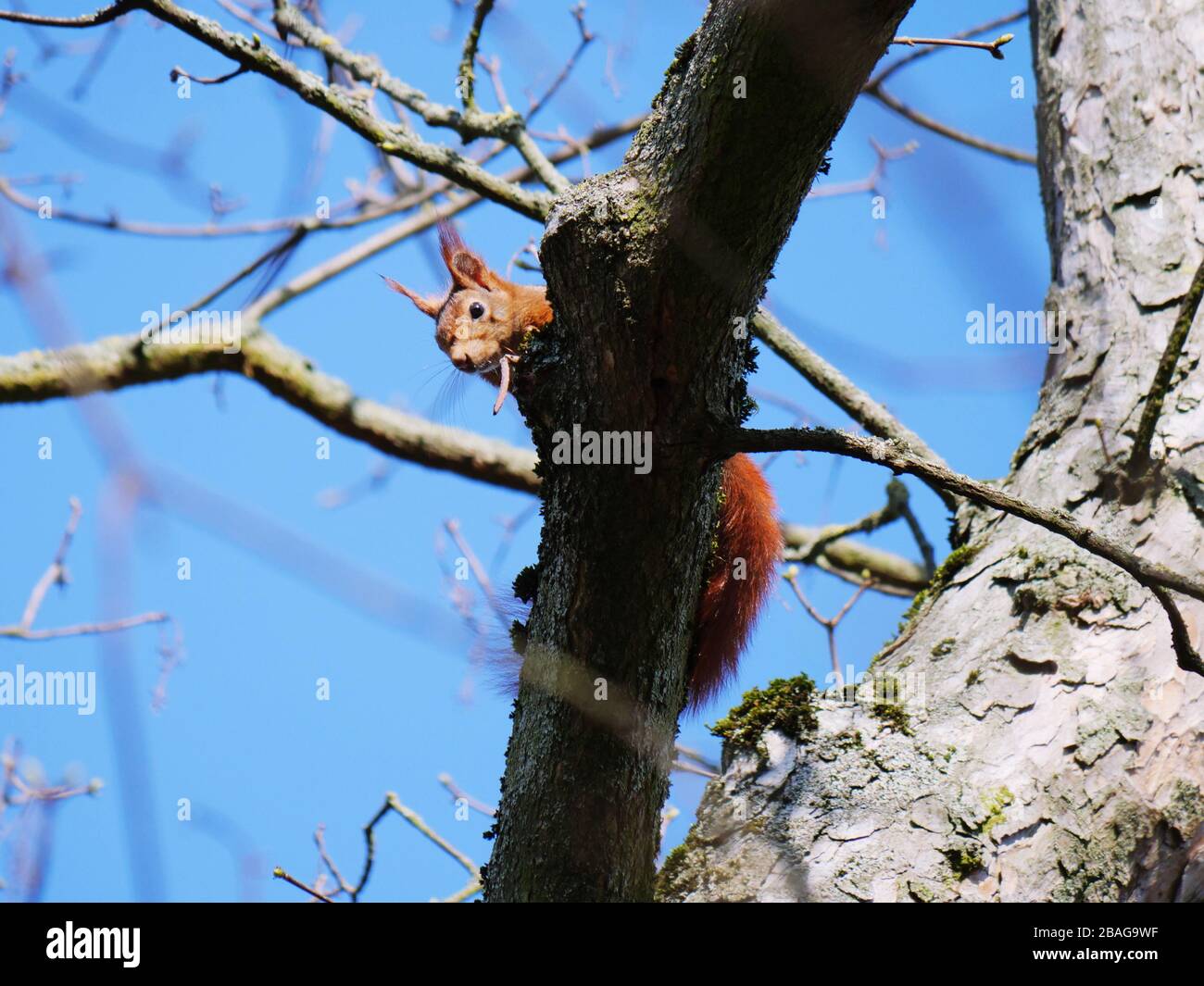 squirrel curiously looking down from a tree Stock Photo - Alamy