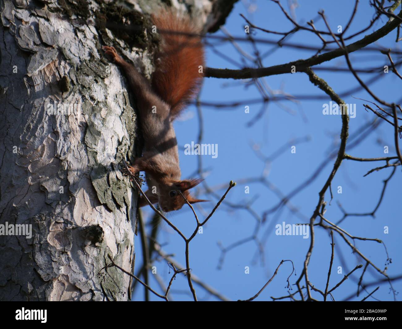 squirrel running downward of a tree Stock Photo - Alamy