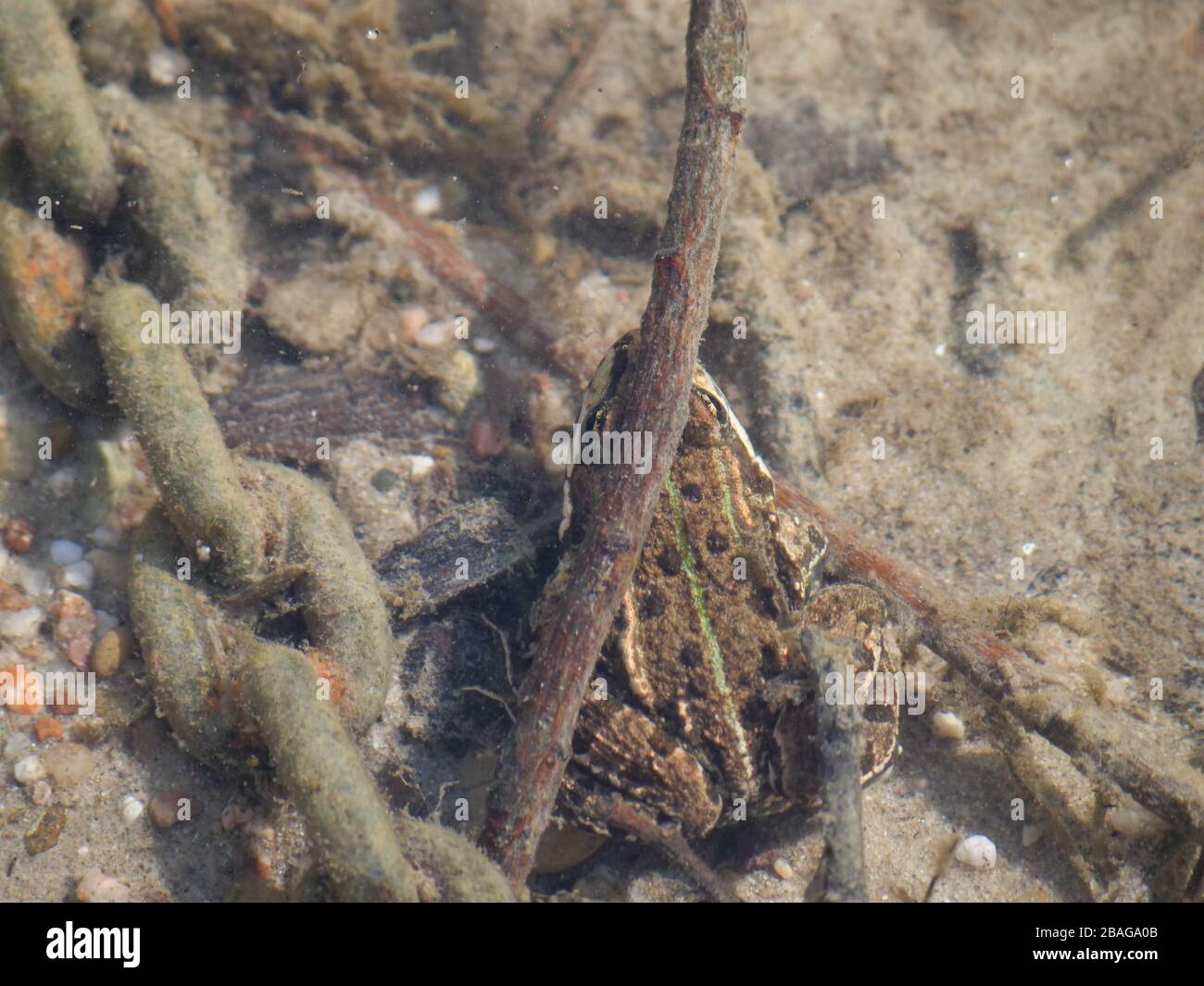 frog hiding under a thin branch Stock Photo - Alamy