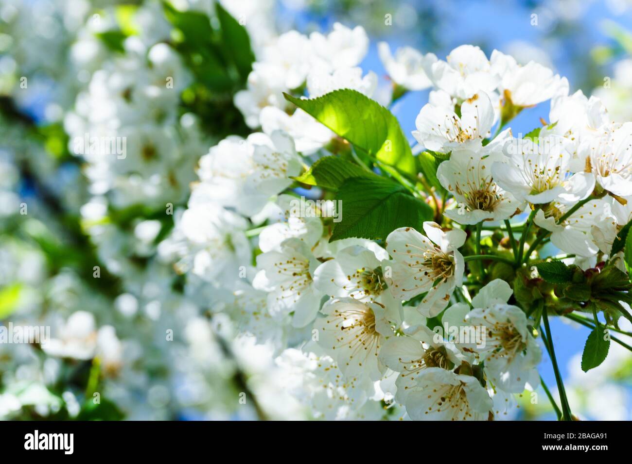 Cherry blossoms in april in a lower bavarian Garden Stock Photo - Alamy