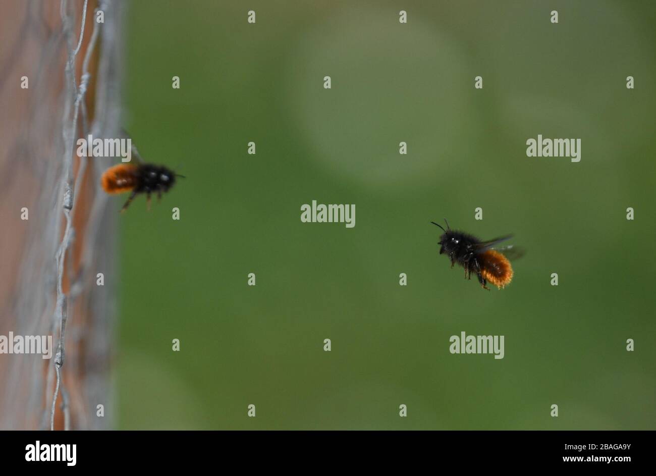 Masonry bee hi-res stock photography and images - Alamy