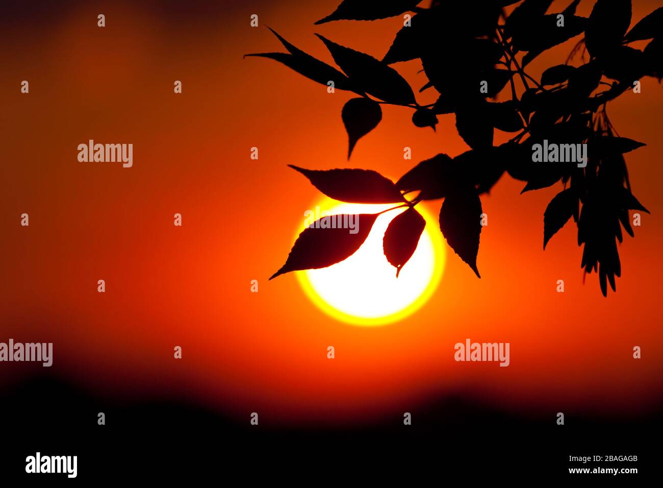 tree brunch on unfocused sun background Stock Photo - Alamy