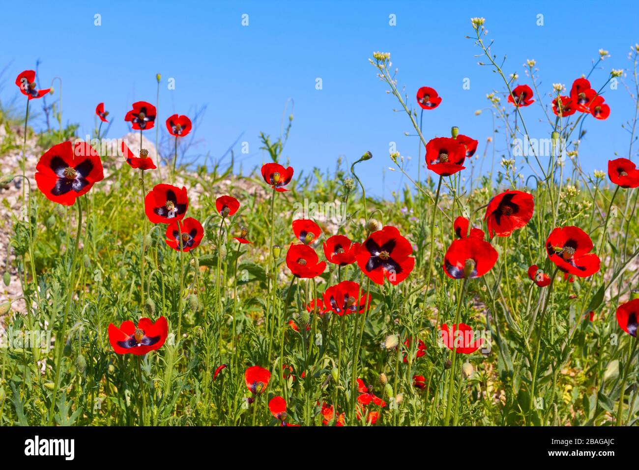 Poppyes hi-res stock photography and images - Alamy