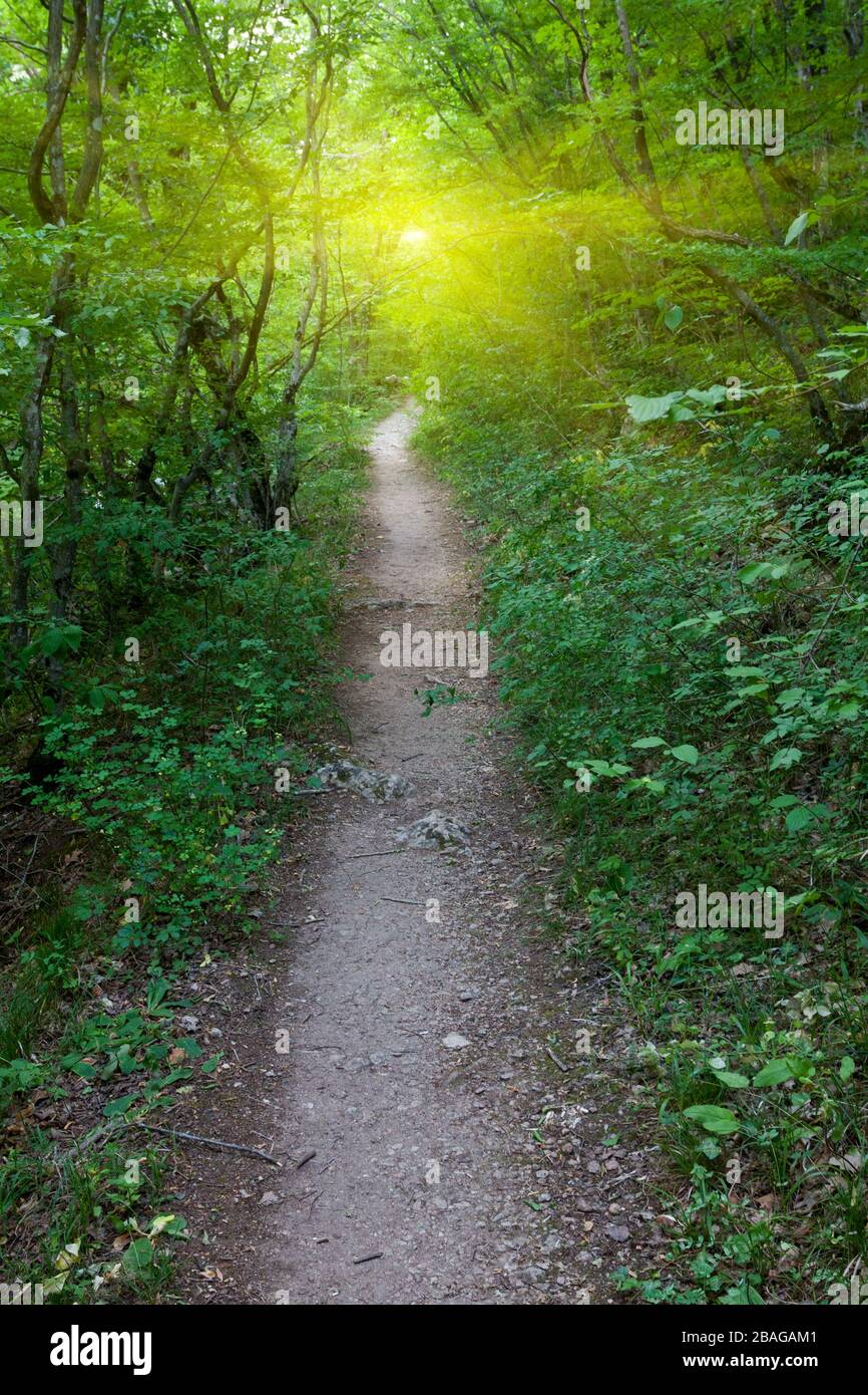 pathway in summer park Stock Photo - Alamy