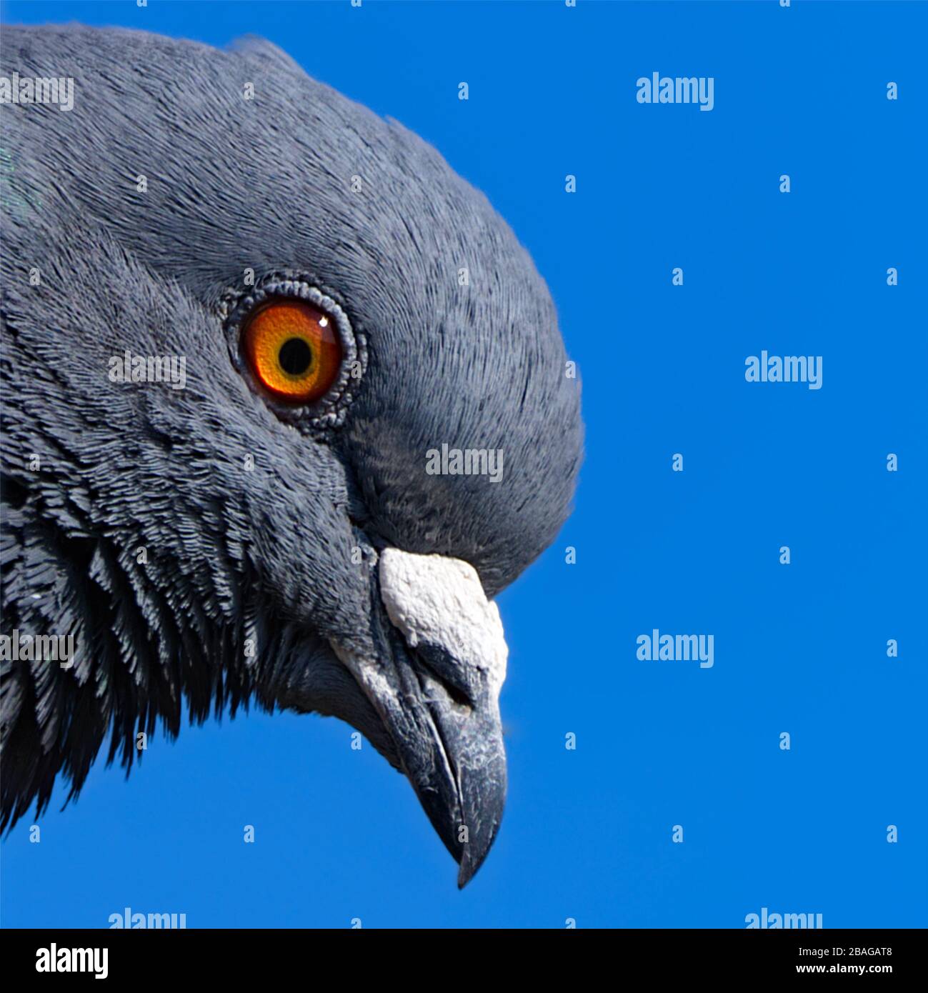 Pigeon feathers texture hi-res stock photography and images - Alamy