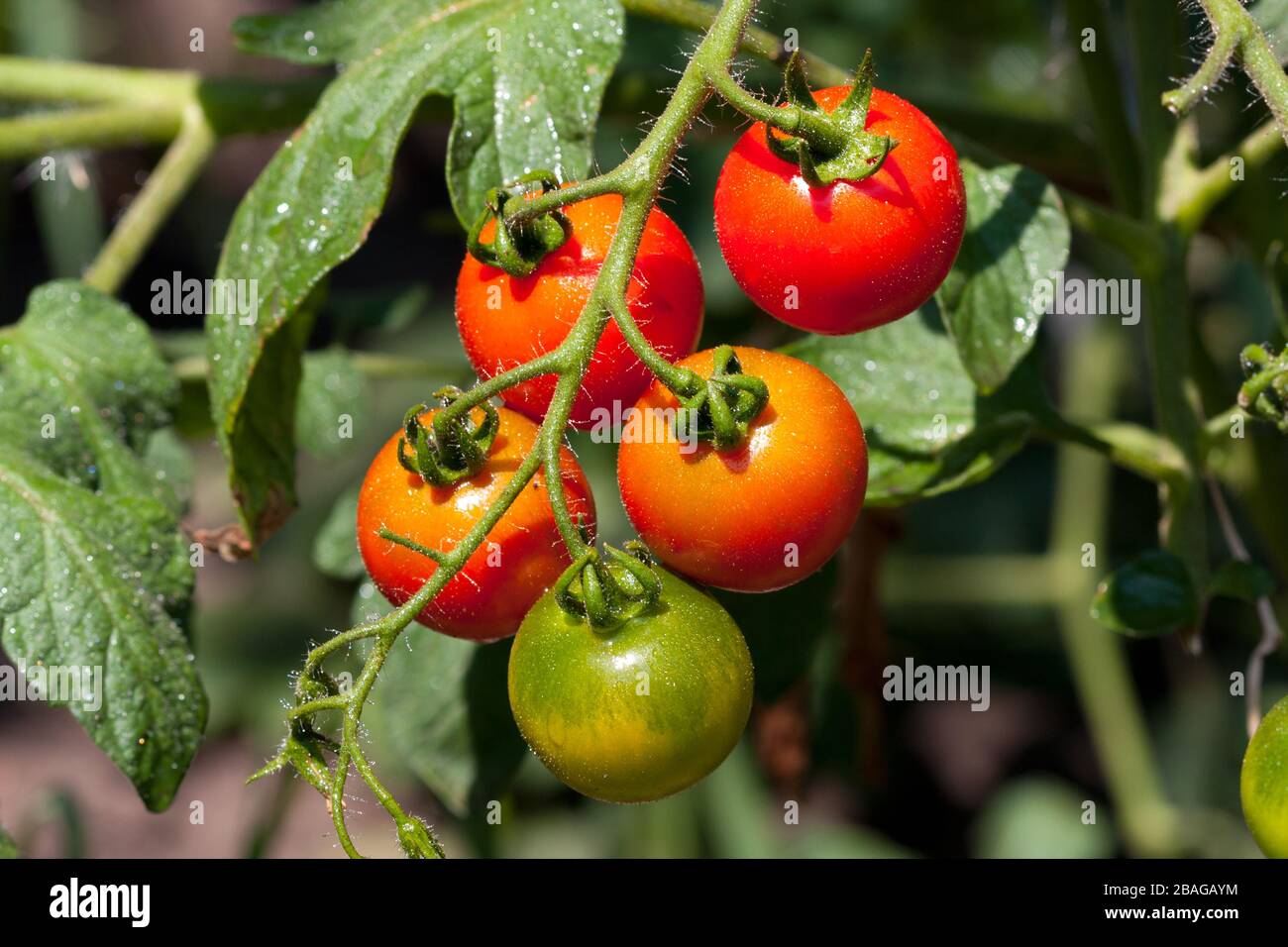 Tomato bush on vegetabe garden Stock Photo - Alamy