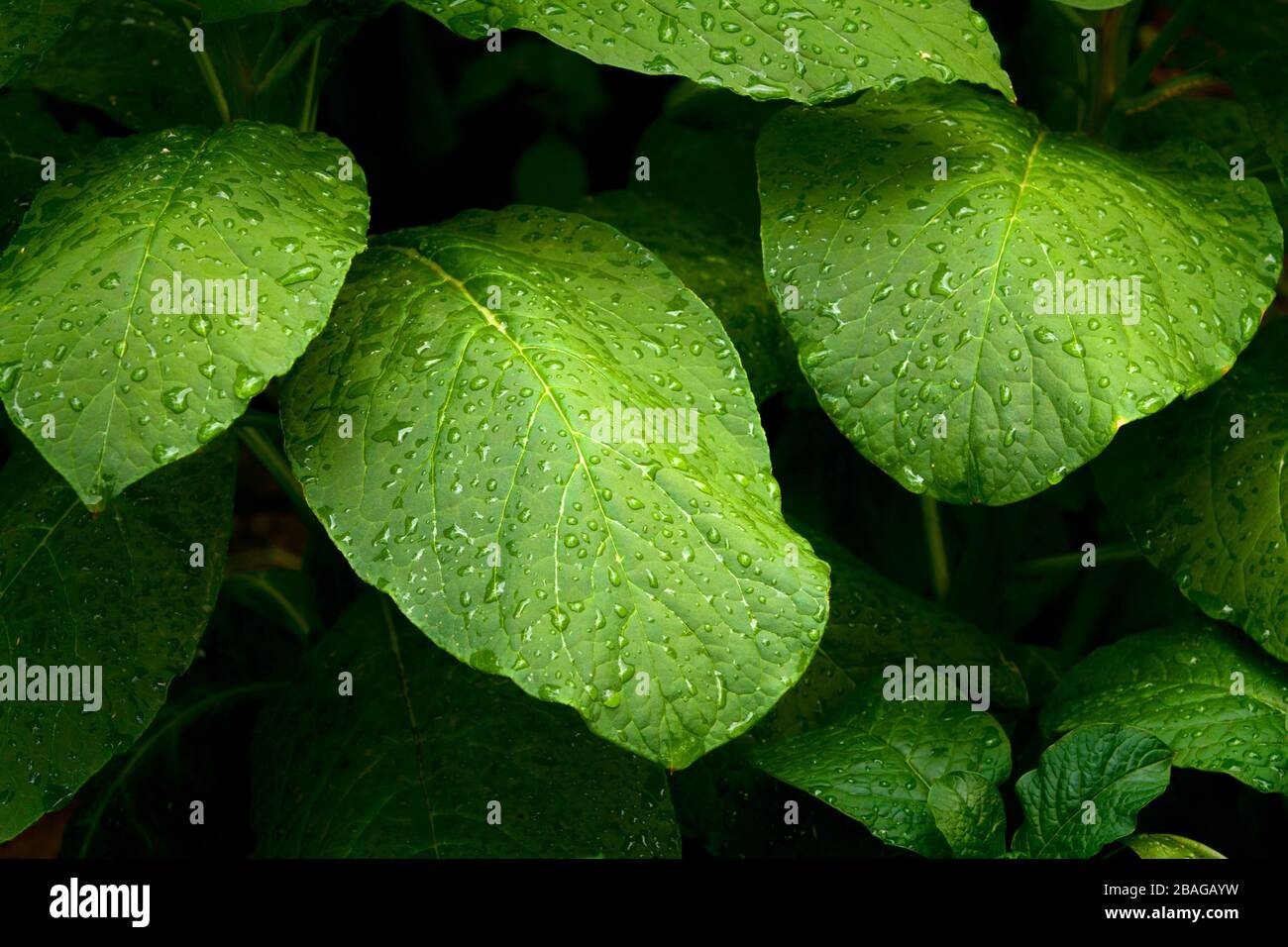 Fresh green wet leafs hi-res stock photography and images - Alamy