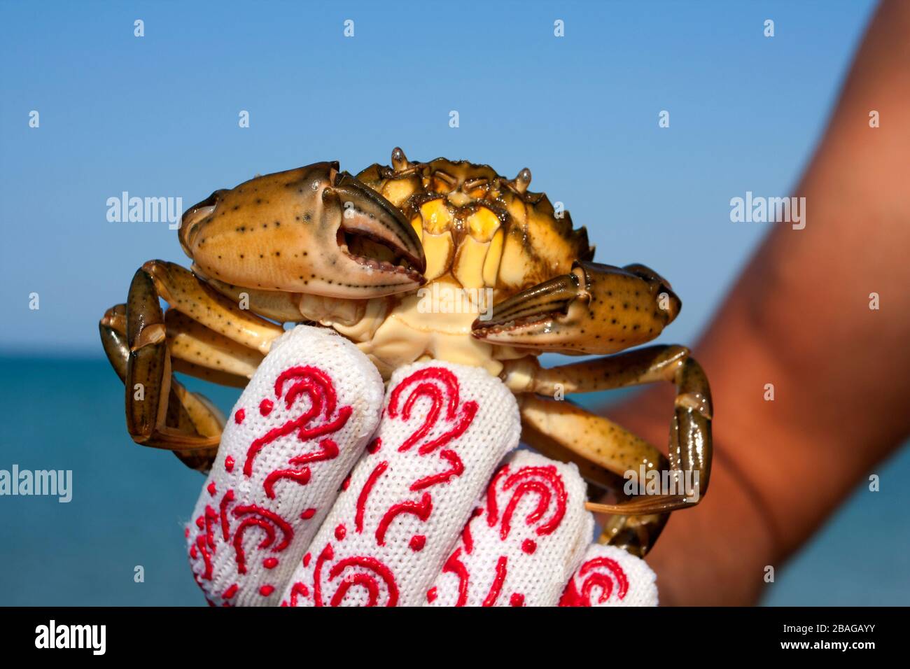 Crustacean cartoon hi-res stock photography and images - Alamy