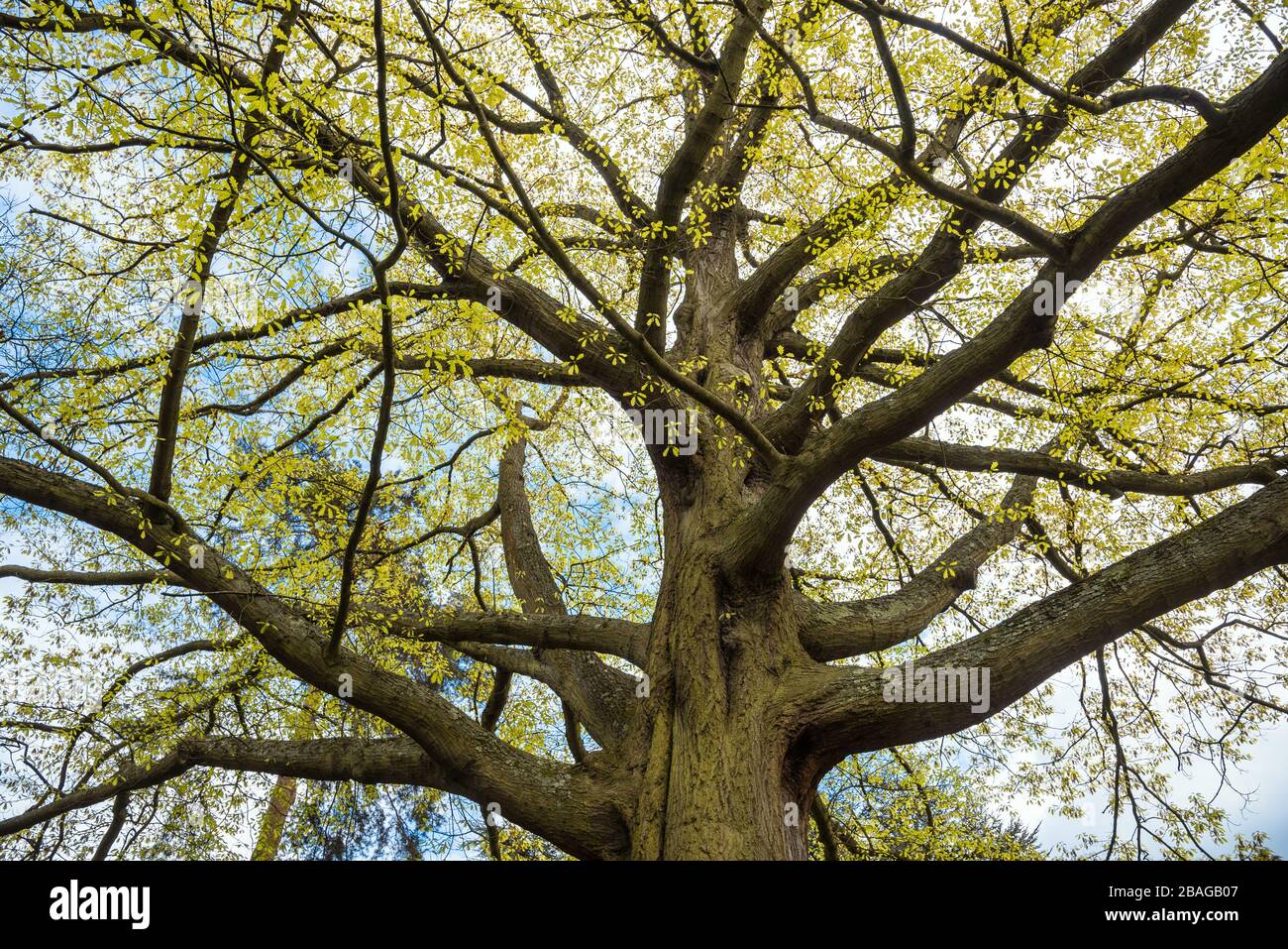 View from below of the branches of a large old oak tree in early spring ...
