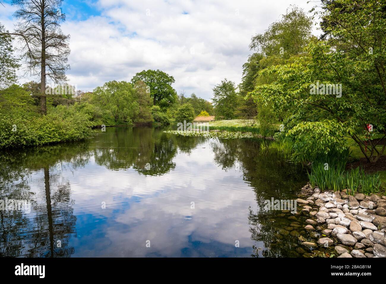 Idyllic landscape with a pond surrounded by lush vegetation under ...