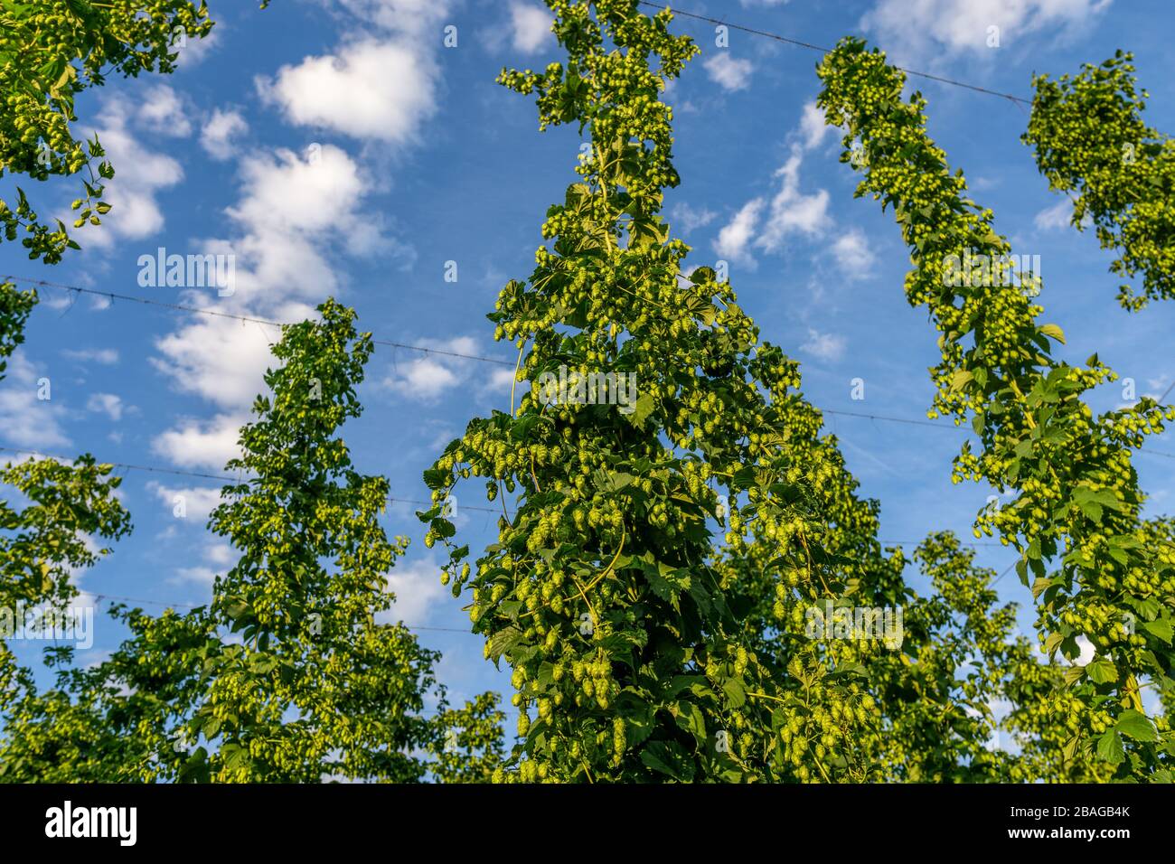 Green hops field. Fully grown hop bines. Hops field in Bavaria Germany ...