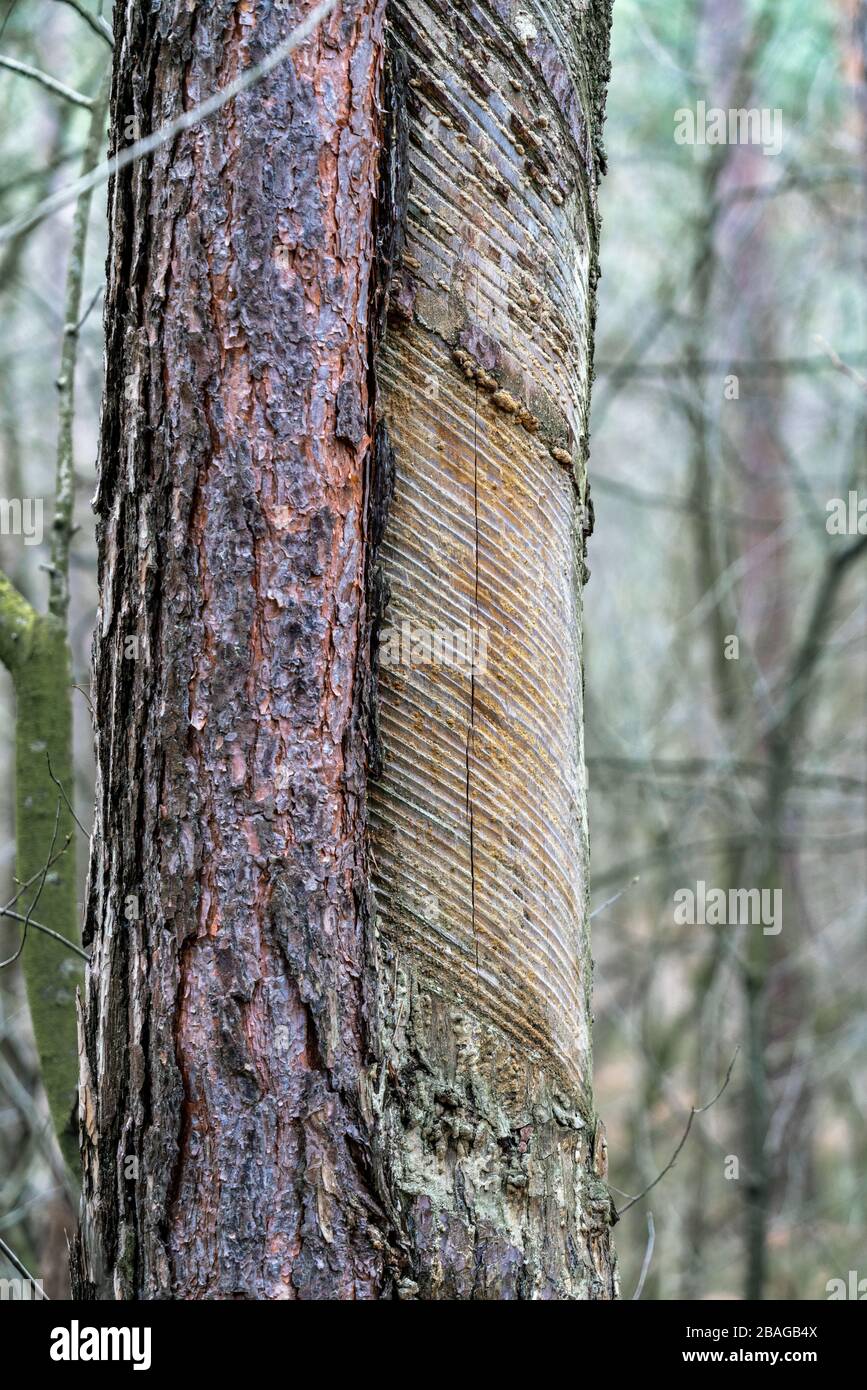 Wound resin hi-res stock photography and images - Alamy