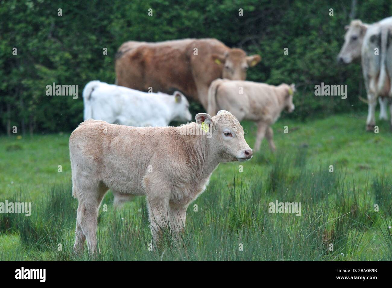 Spring calf ireland hi-res stock photography and images - Alamy