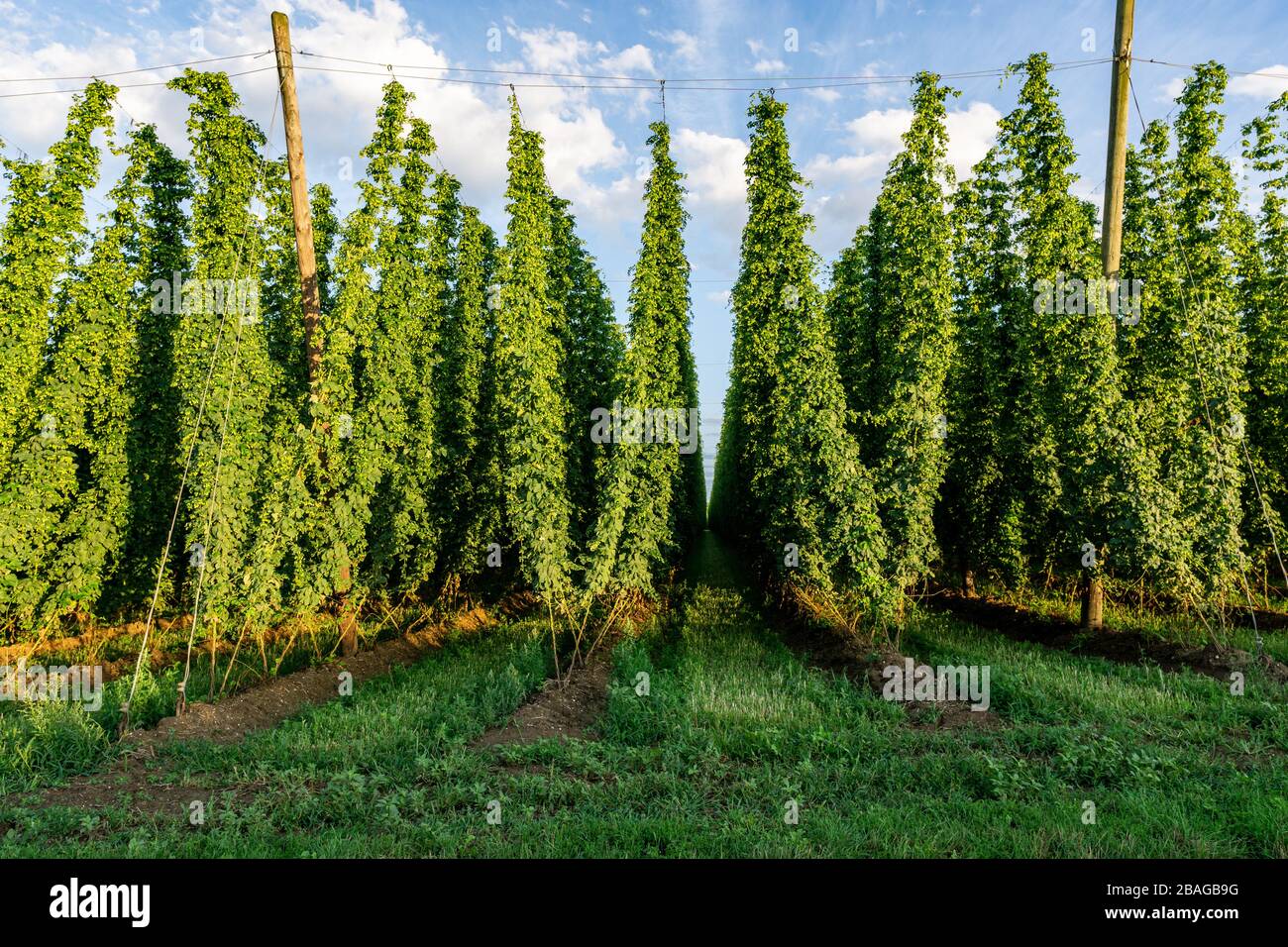 Green hops field. Fully grown hop bines. Hops field in Bavaria Germany ...