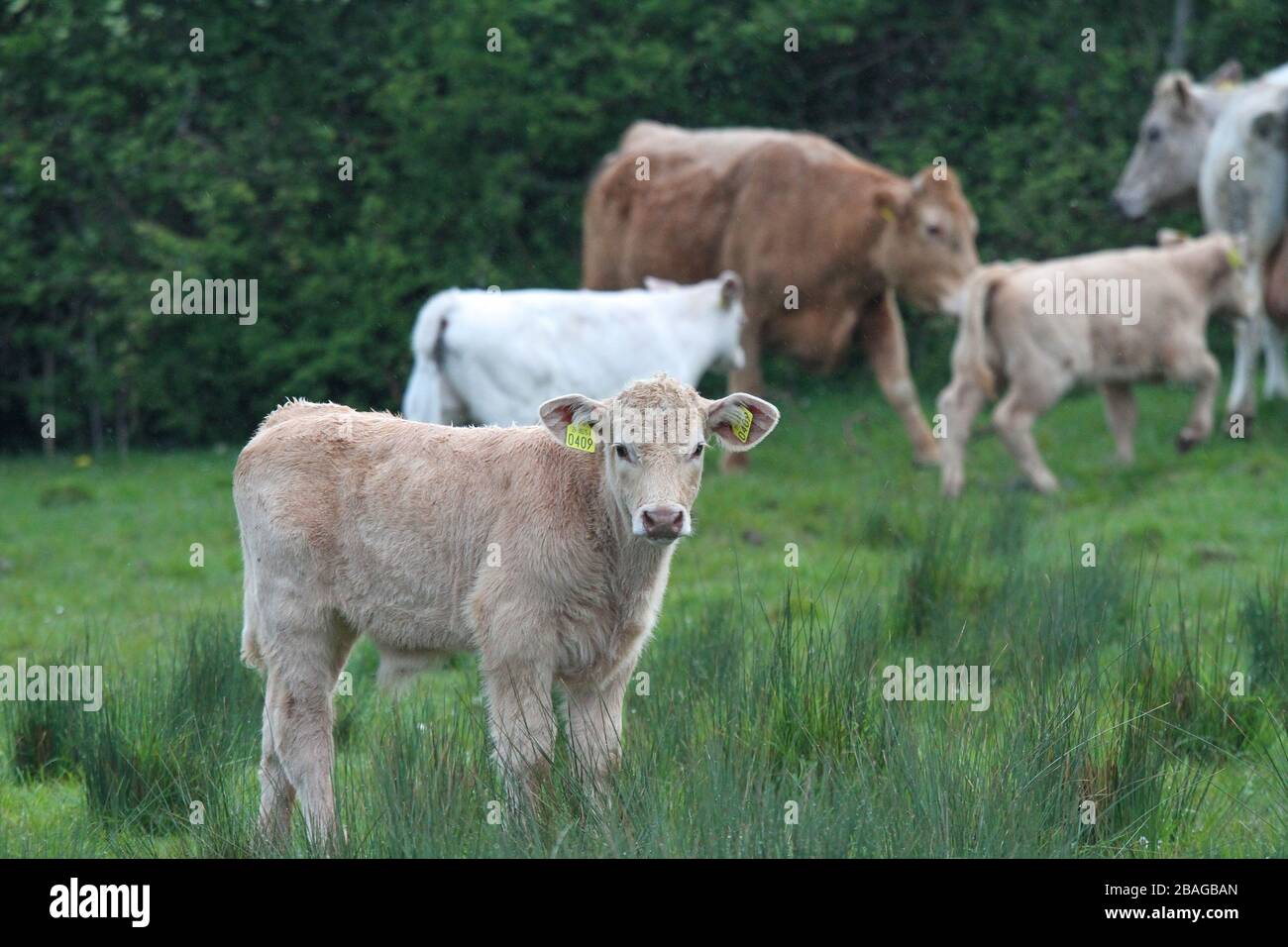 Spring calf ireland hi-res stock photography and images - Alamy