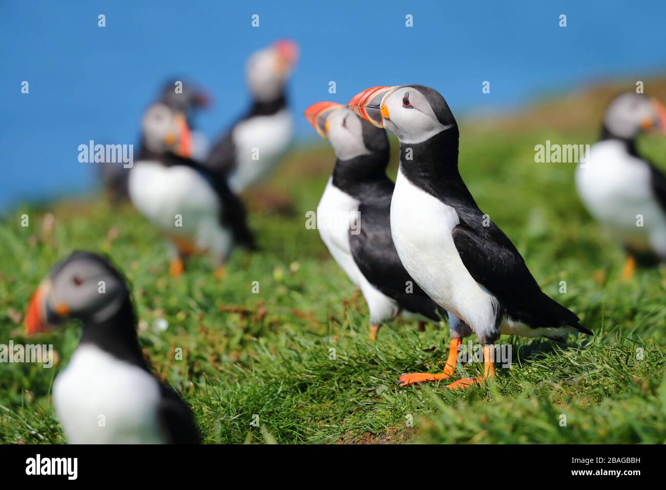 A flock of Atlantic Puffins (Fratercula arctica) at a breeding colony ...