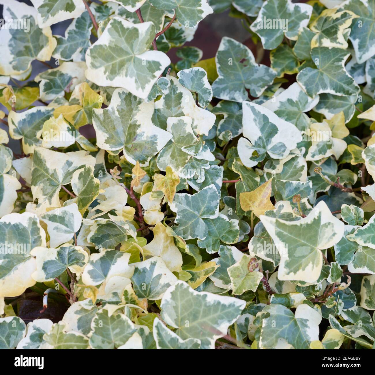 Algerian ivy hi-res stock photography and images - Alamy