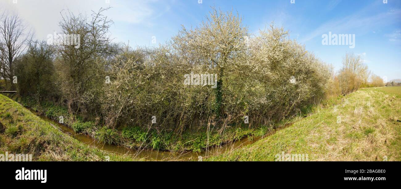Spring blossoming trees in the Kent landscape, England, Europe Stock ...
