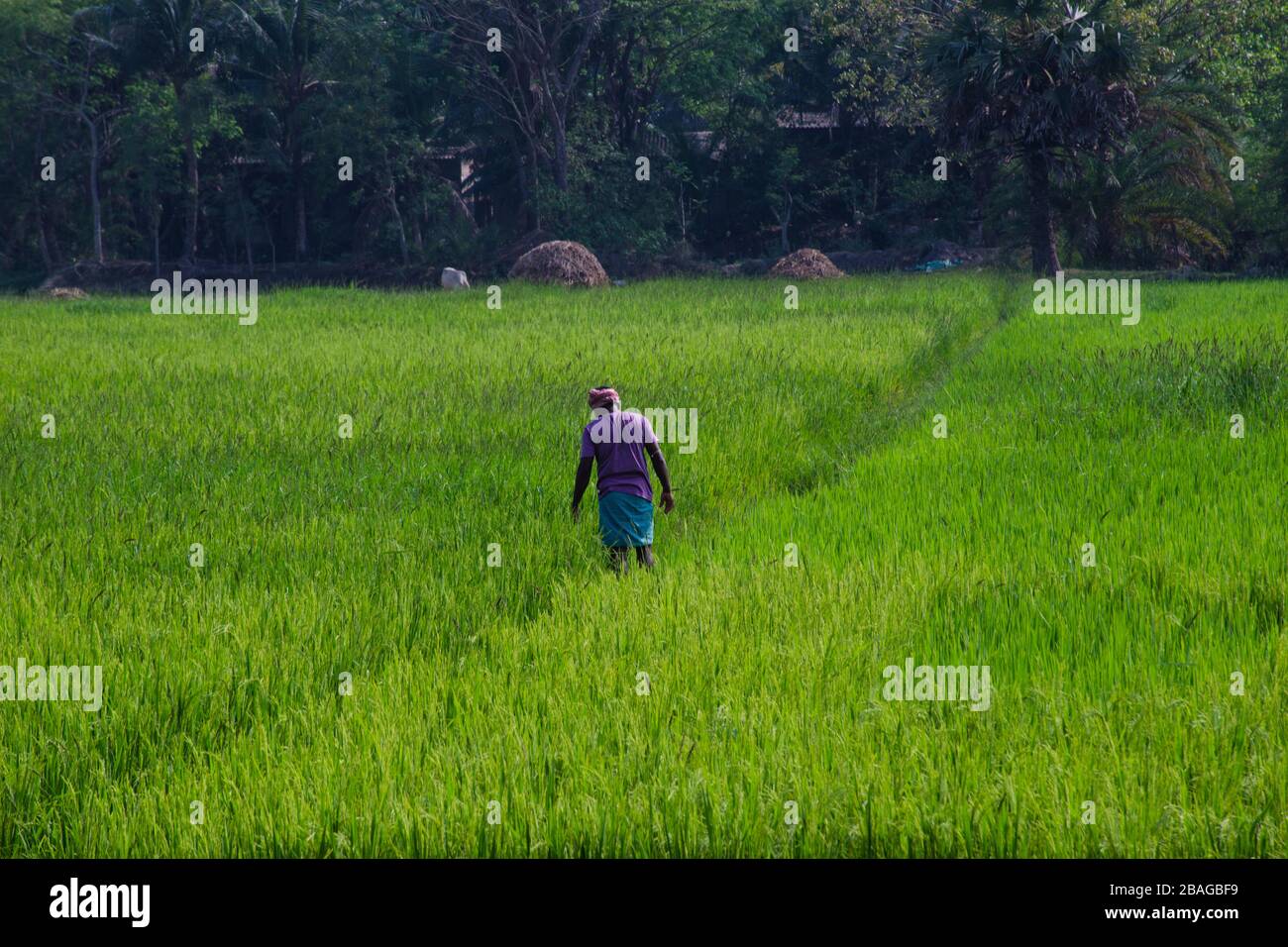 Worker at paddy field hi-res stock photography and images - Alamy
