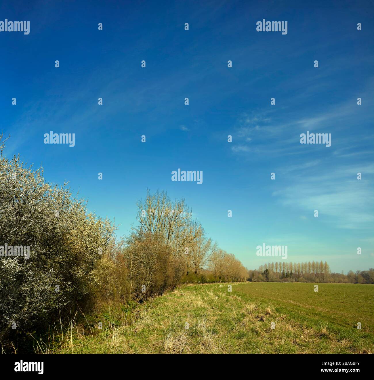 Spring blossoming trees in the Kent landscape, England, Europe Stock ...