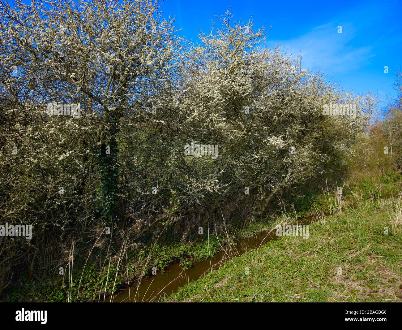 Spring blossoming trees in the Kent landscape, England, Europe Stock ...