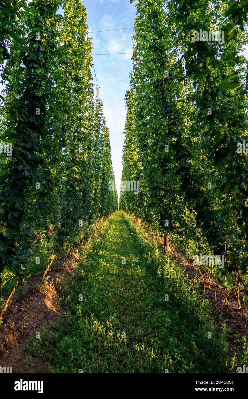 Green hops field. Fully grown hop bines. Hops field in Bavaria Germany ...