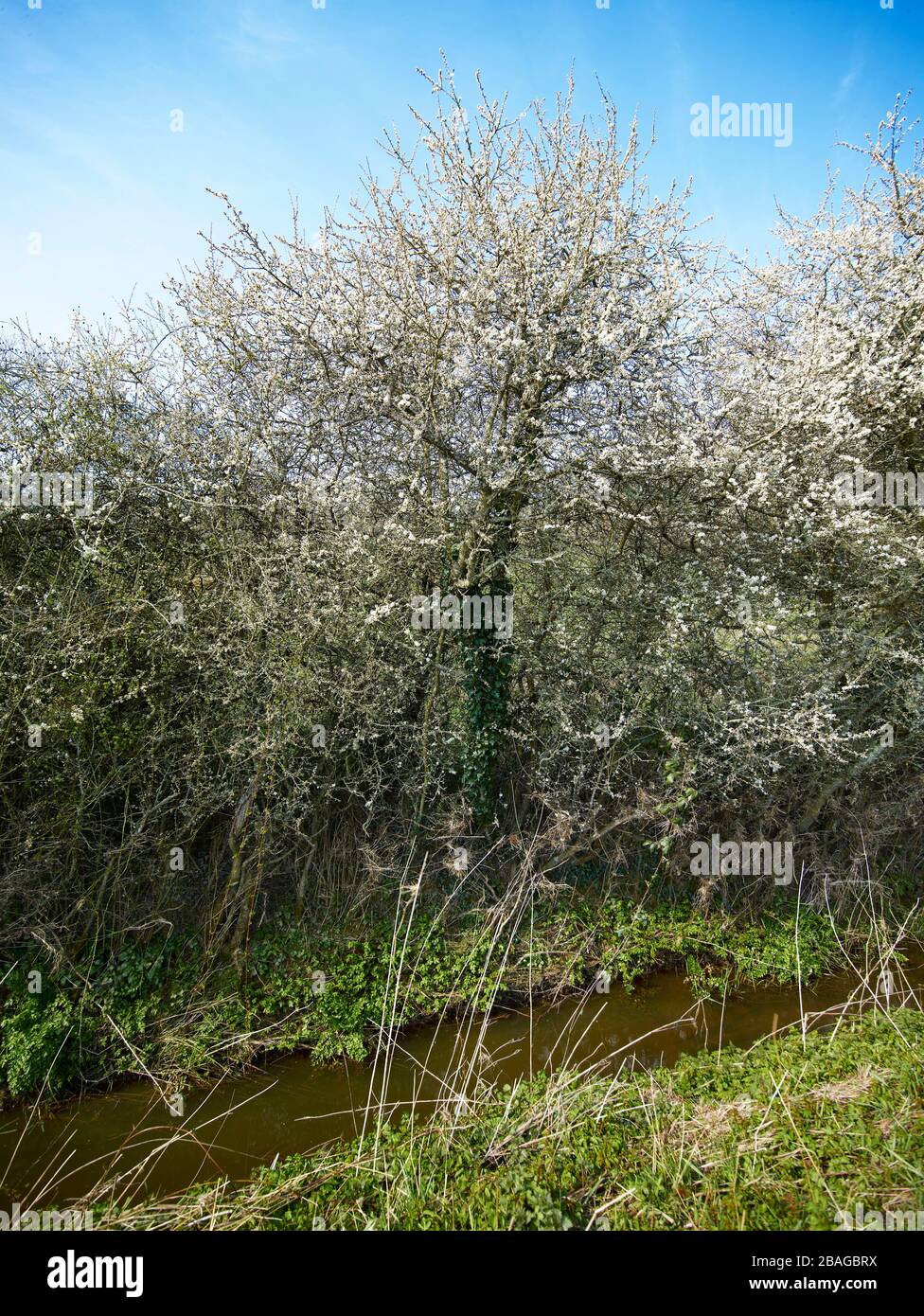 Spring blossoming trees in the Kent landscape, England, Europe Stock ...