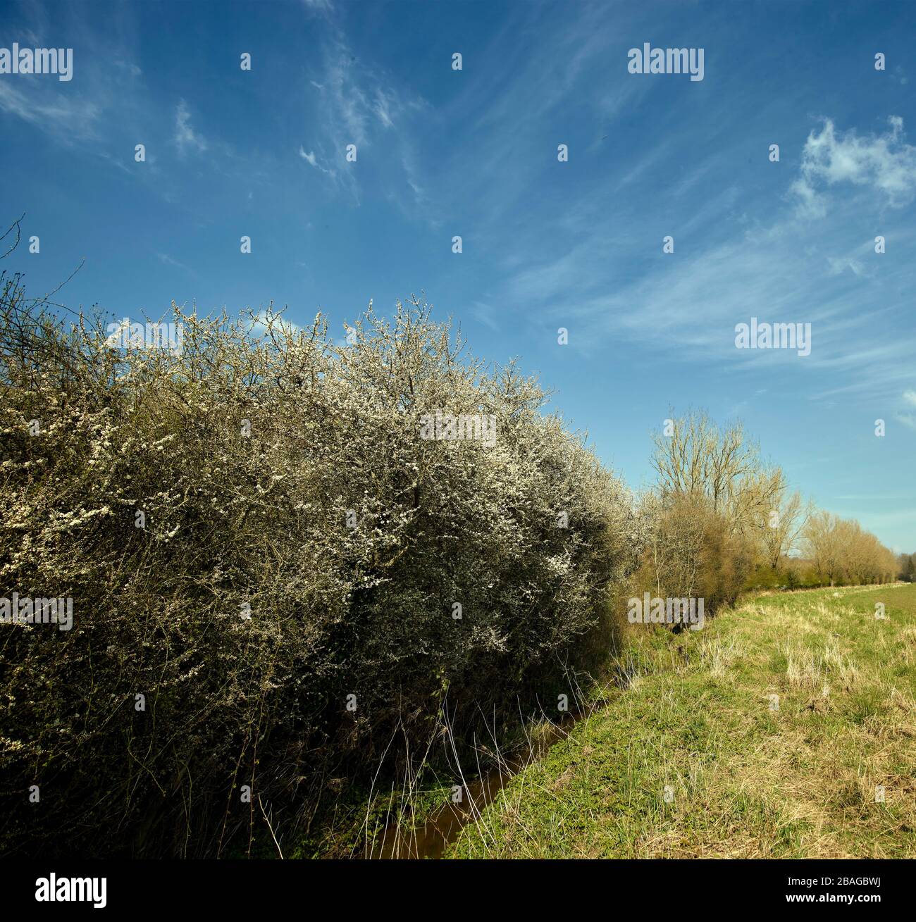 Spring blossoming trees in the Kent landscape, England, Europe Stock ...