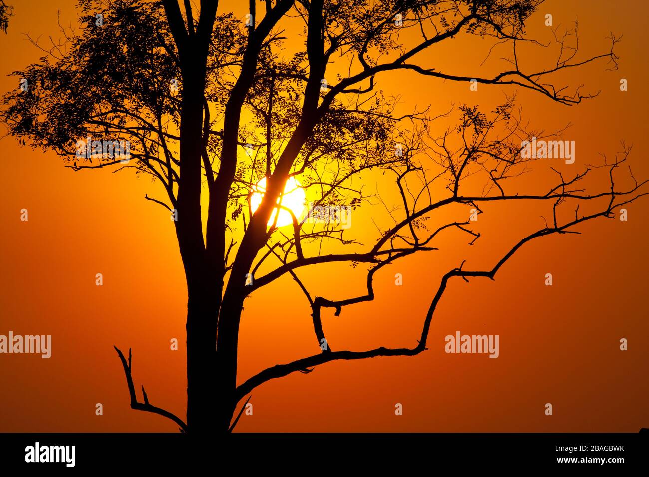tree on sunset background Stock Photo - Alamy