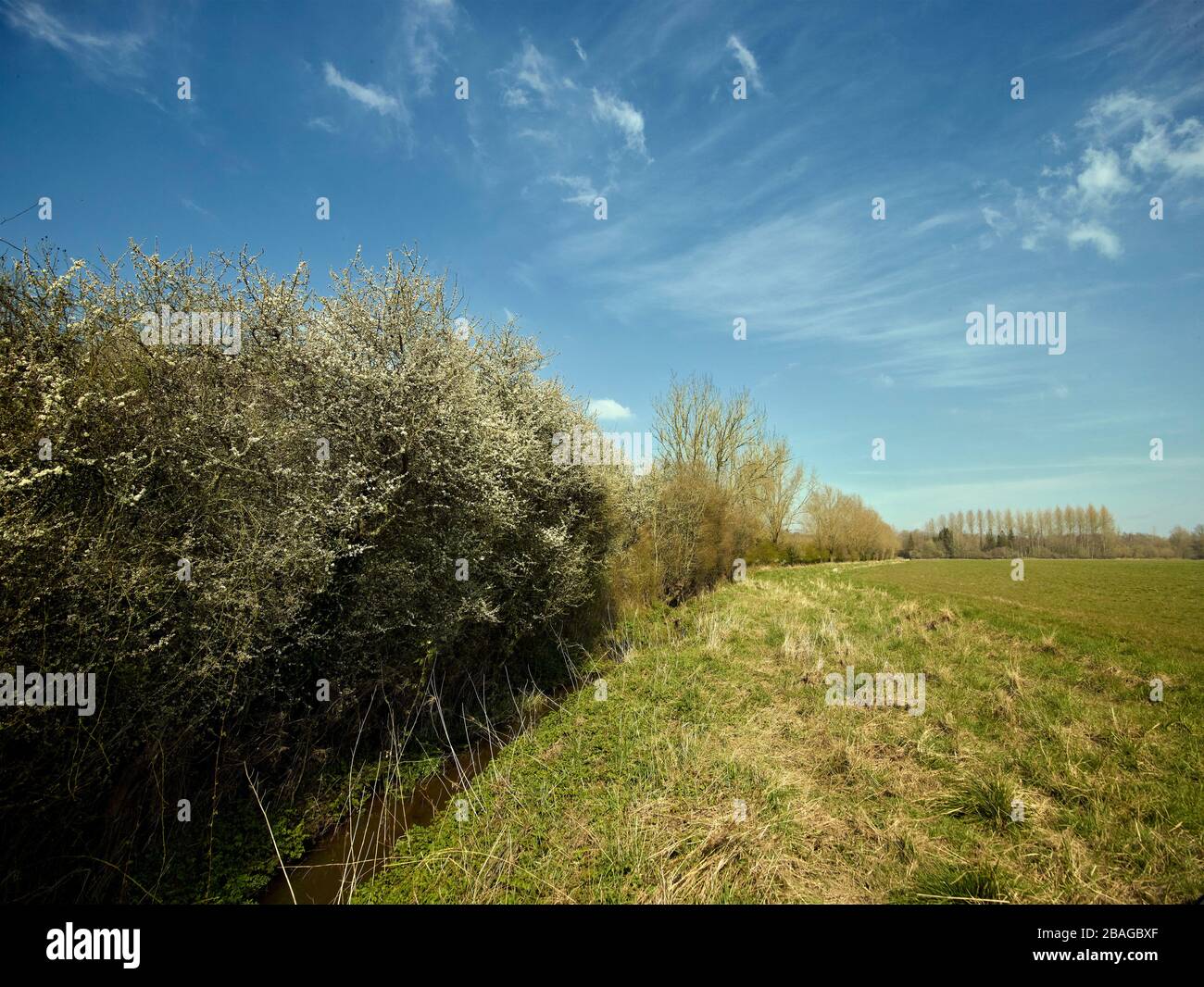 Spring blossoming trees in the Kent landscape, England, Europe Stock ...