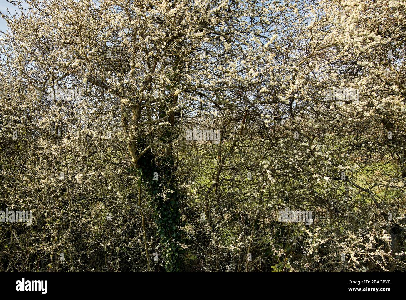 Spring blossoming trees in the Kent landscape, England, Europe Stock ...