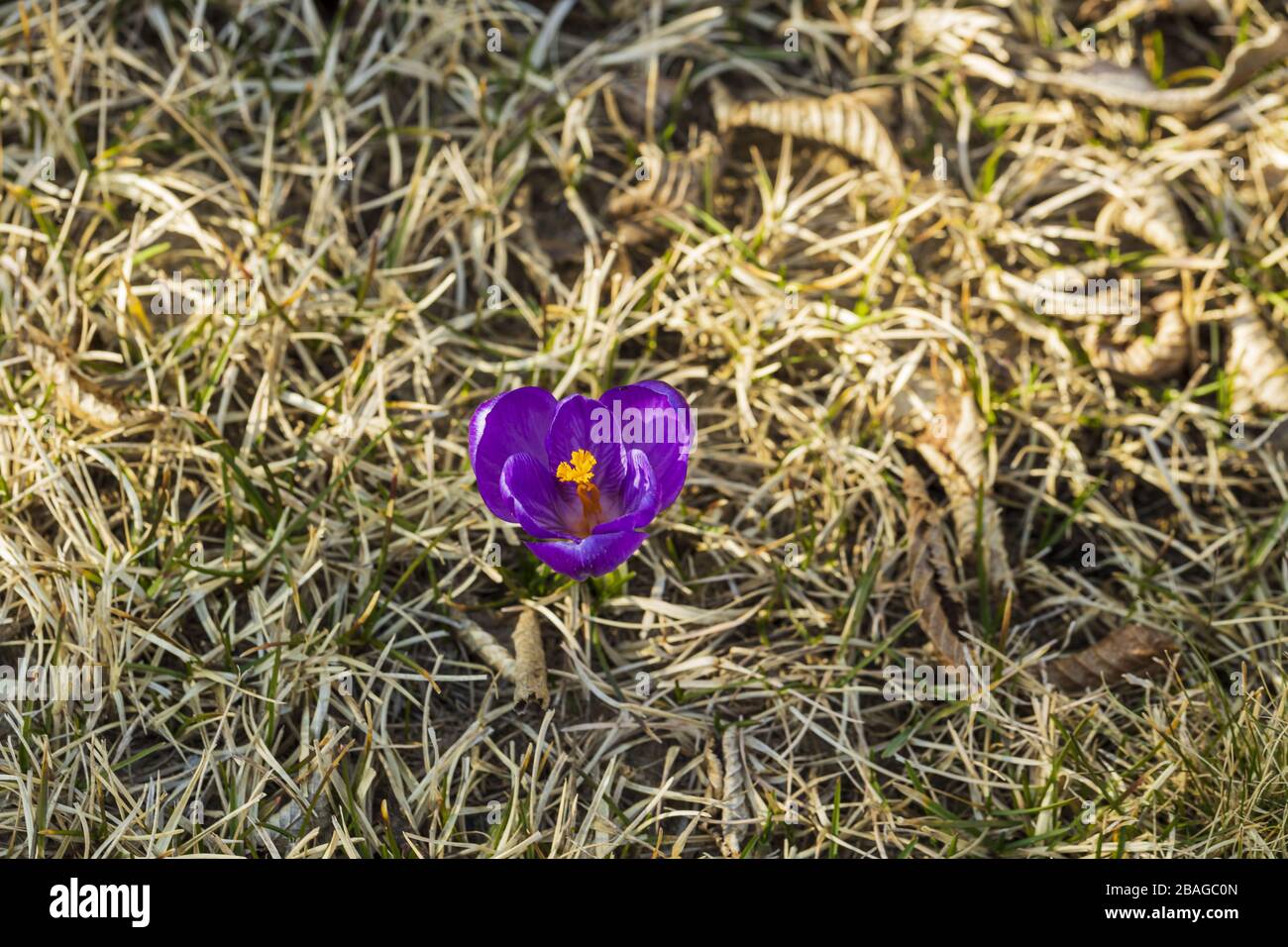 Close up view of purple crocus flower isolated. Beautiful backgrounds ...
