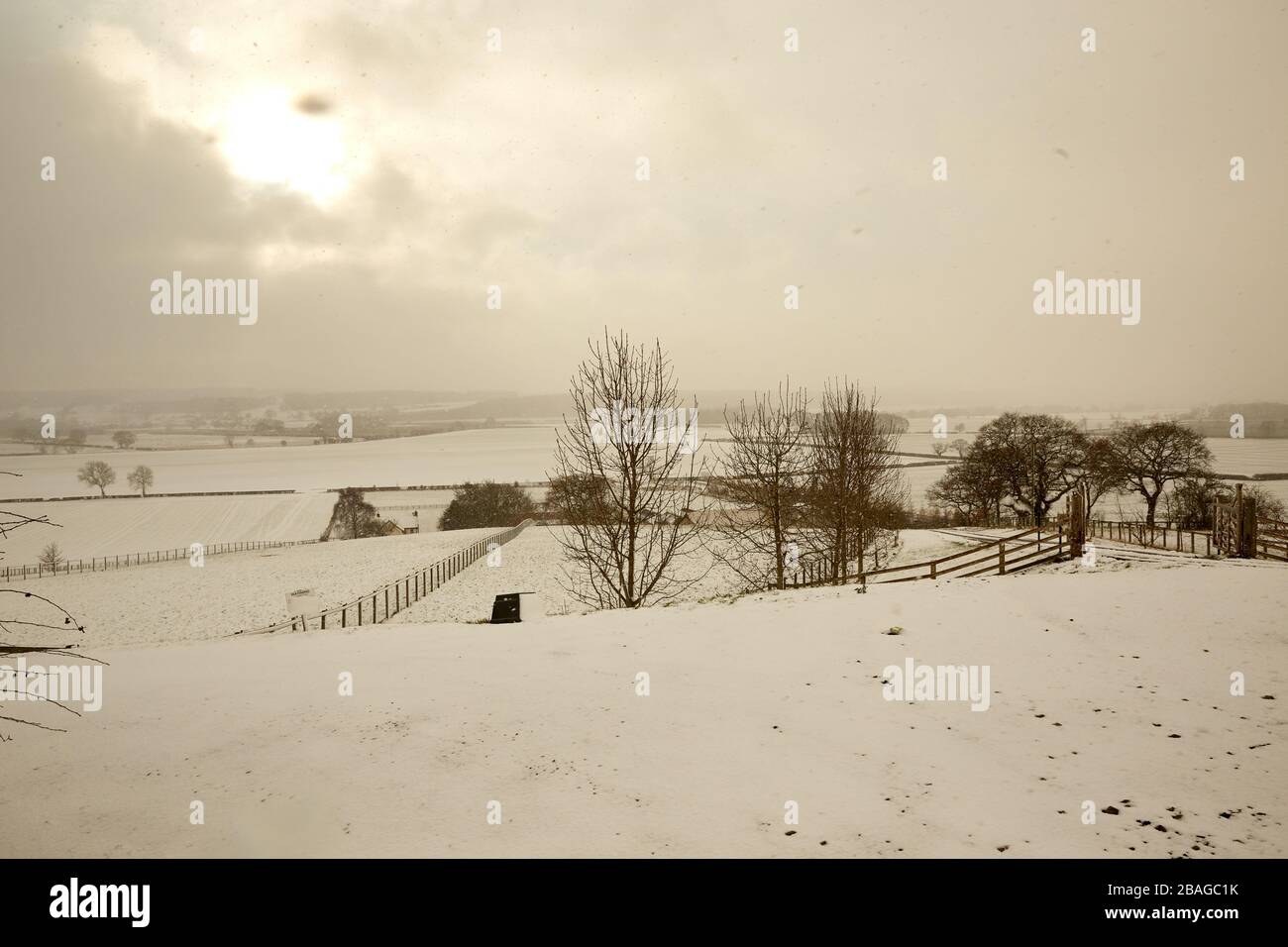 Helmsley christmas trees hi-res stock photography and images - Alamy