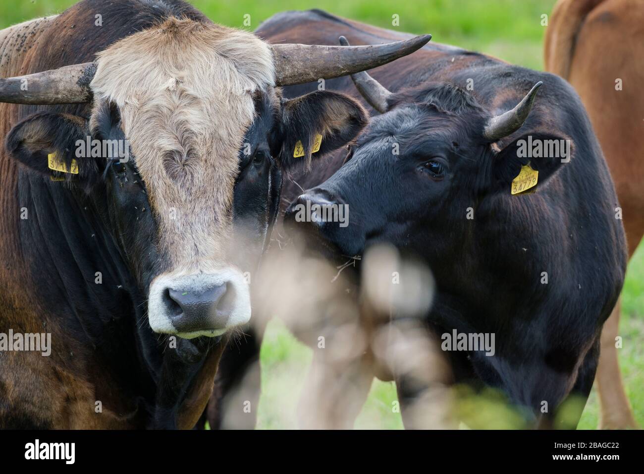 Domestic cattle bos hi-res stock photography and images - Alamy