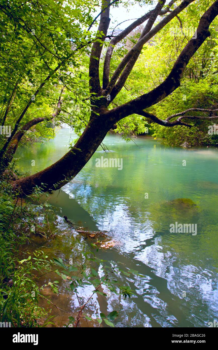 tree over river in deep forest Stock Photo - Alamy