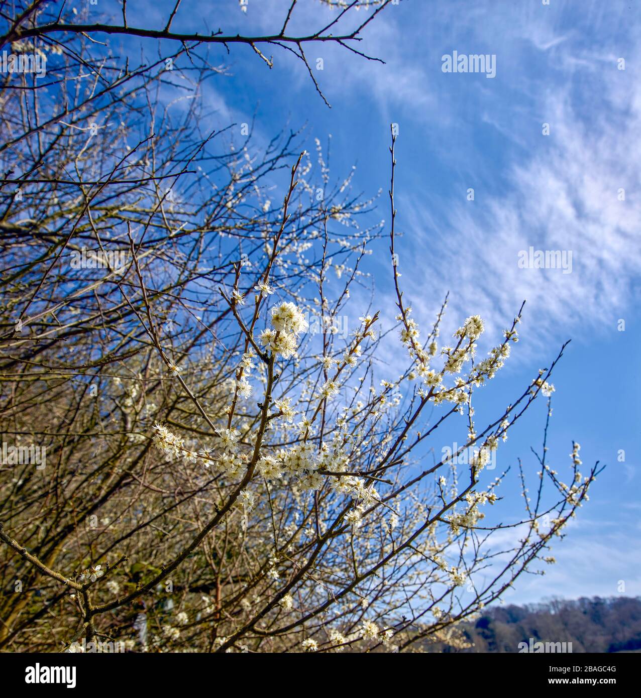 Spring blossoming trees in the Kent landscape, England, Europe Stock ...