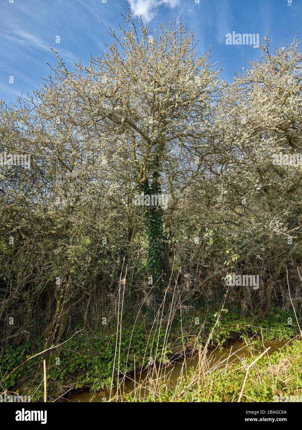 Spring blossoming trees in the Kent landscape, England, Europe Stock ...