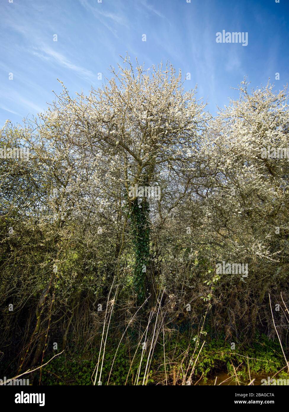 Spring blossoming trees in the Kent landscape, England, Europe Stock ...
