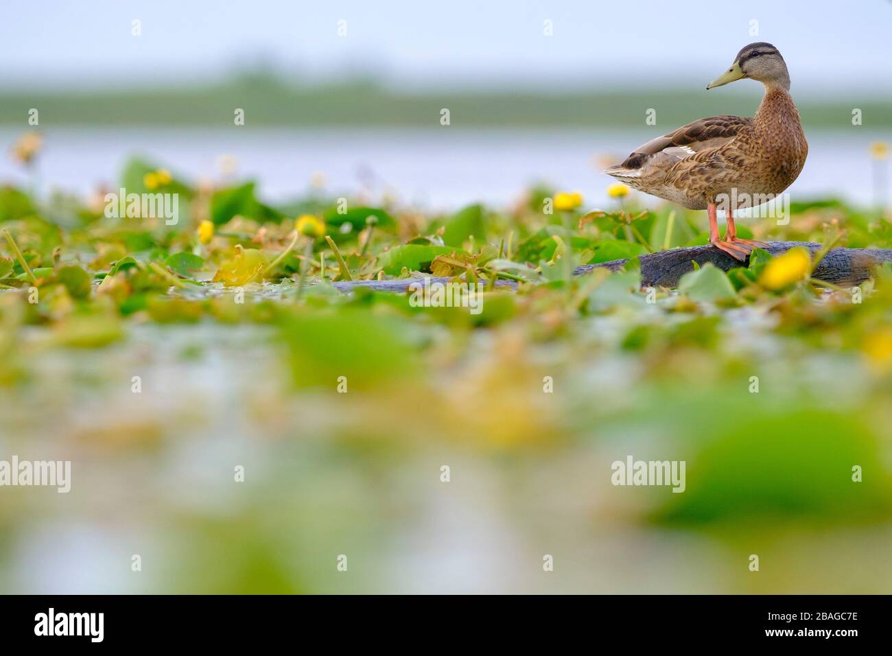 Mallard (Anas platyrhynchos) male in eclipse plumage. Nemunas Delta ...